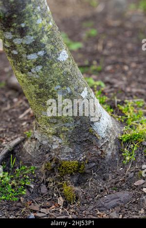 Sorbus rupicola trunk base Stock Photo - Alamy