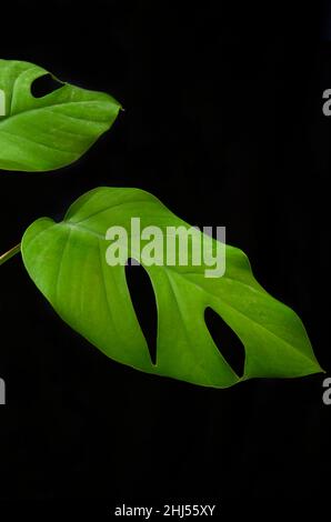 art of Monstera Rhaphidophora pertusa leaf Stock Photo - Alamy
