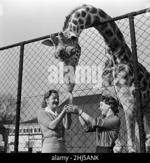 Youki, tame giraffe at Belle Vue Zoo, gives a motherly lick to two new ...