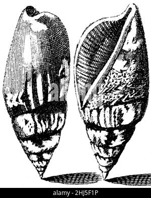 Strombus fragilis 001 Stock Photo - Alamy