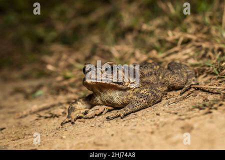 Himalaya toad, Duttaphrynus himalayanus, Nagaland, India Stock Photo ...