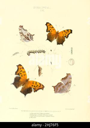 Synopsis of North American butterflies (GRAPTA V Stock Photo - Alamy