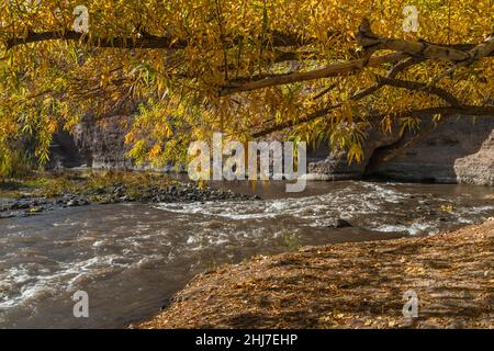 Serna Cabin, Gila Box Riparian National Conservation Area, near Safford ...