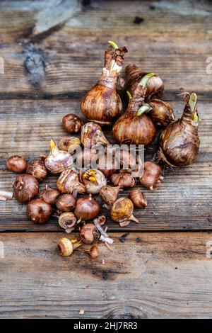 crocus and daffodil bulbs ready for autumn planting Stock Photo - Alamy