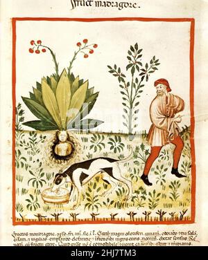 Tacuinum Sanitatis Mandrake Dog Stock Photo - Alamy