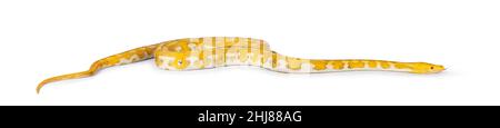 Female juvenile Reticulated python aka Malayopython reticulatus snake ...