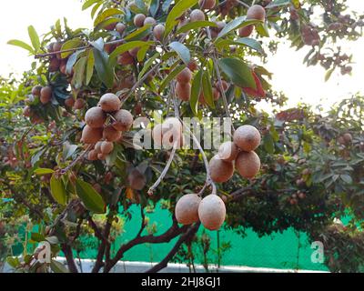 Chikku fruit tree ; Manilkara zapota, sapodilla sapota, chikoo ...