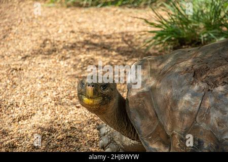 Saddleback Galapagos Tortoise (Chelonoidis nigra hoodensis) retracted ...