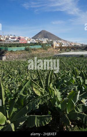 Plastic greenhouses to grow bananas and winter fruits for northern European markets near Galdar ...