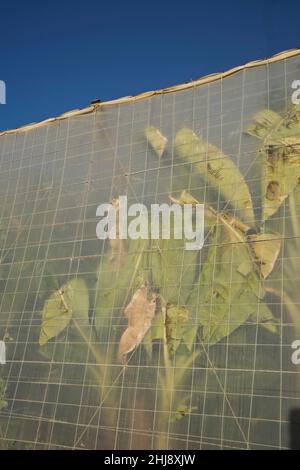 Plastic greenhouses to grow bananas and winter fruits for northern European markets near Galdar ...