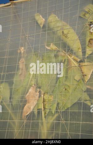 Plastic greenhouses to grow bananas and winter fruits for northern European markets near Galdar ...