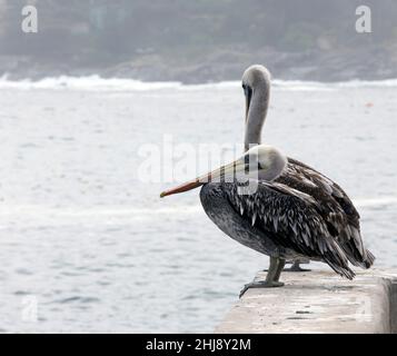 Photo of two Peruvian pelicans in front of sea Stock Photo - Alamy