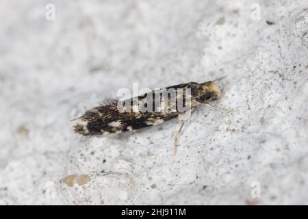 Cork Moth - Nemapogon cloacella is a species of tineoid moth. It ...