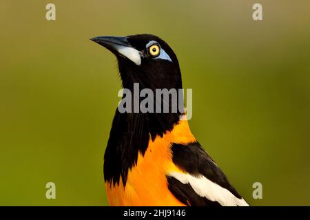 Orange-Trupial, Weißflügeltrupial, Venezuelan troupial, Icterus icterus ...