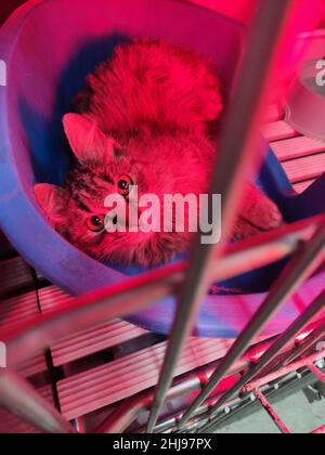 kitten intubated by the vet during surgery Stock Photo - Alamy
