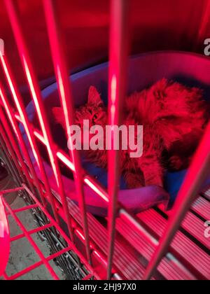 kitten intubated by the vet during surgery Stock Photo - Alamy