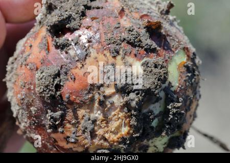 Delia antiqua, commonly known as the onion fly, is a cosmopolitan pest ...