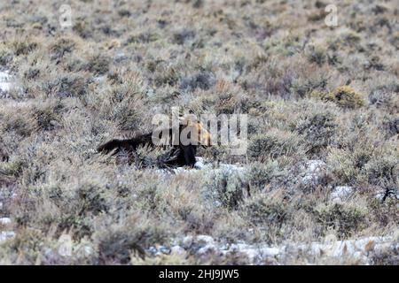 Moose, Alces alces, chewing its cud in Grand Teton National Park ...