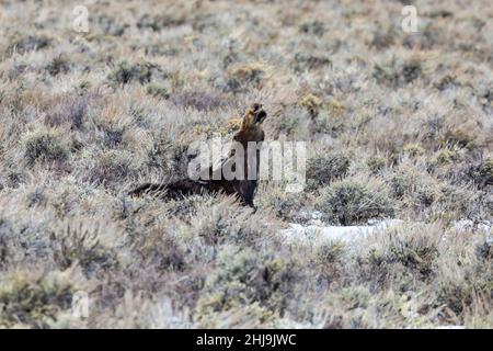 Moose, Alces alces, chewing its cud in Grand Teton National Park ...
