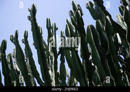 Cactus backdround, cacti design or cactaceae pattern Stock Photo - Alamy