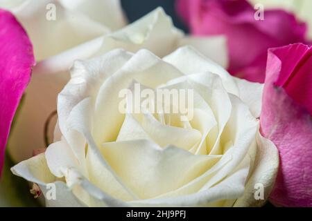 Closeup photo of white and magenta roses Stock Photo - Alamy