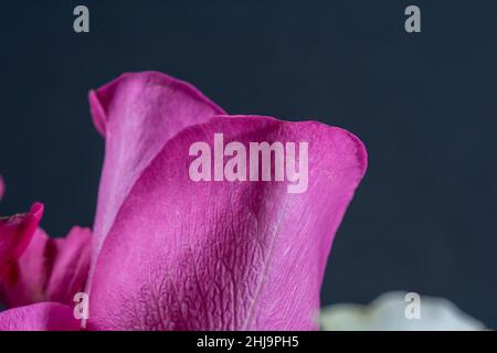 Closeup photo of magenta roses Stock Photo - Alamy