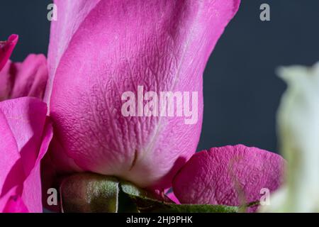 Closeup photo of magenta roses Stock Photo - Alamy