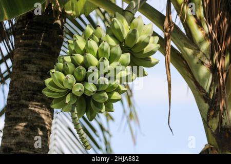 A cluster of green bananas hanging under large banana leaves in a ...