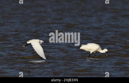 Haikou. 27th Jan, 2022. A black-faced spoonbill flies at a wetland park ...