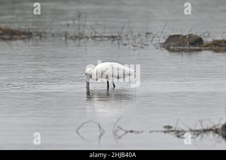 Haikou, China's Hainan Province. 24th Jan, 2022. Black-faced spoonbills ...