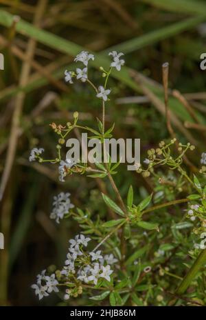Galium uliginosum L Stock Photo - Alamy