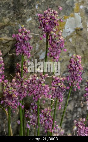 Keeled Garlic (Allium carinatum ssp. pulchellum, Allium pulchellum ...