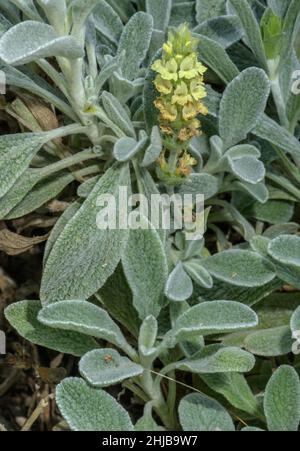 Ironwort or Mountain Tea (Sideritis syriaca) tea, herbal tea Stock ...