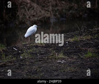 Little Egret at Ferring Rife, West Sussex, UK, 2024 Stock Photo - Alamy