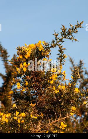 Common gorse is a robust, evergreen shrub which is widespread across in ...