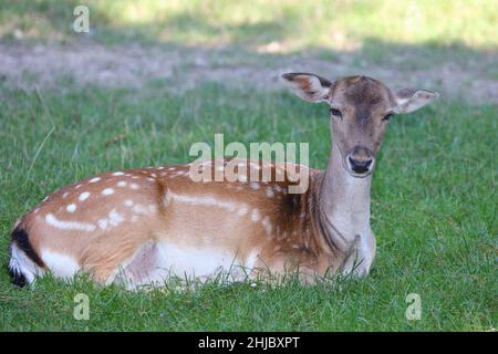Damhirsch oder Damwild / European fallow deer / Dama dama Stock Photo ...