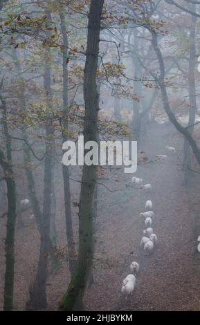 Sheep in woods, Shropshire Stock Photo - Alamy
