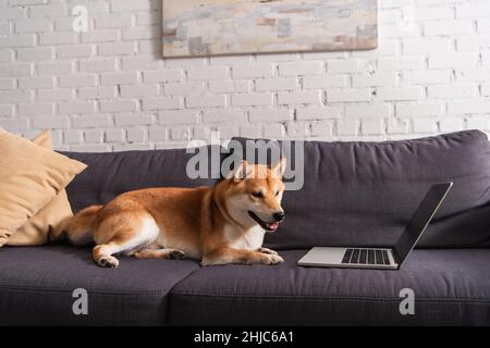 laptop with blank screen near shiba inu dog lying on light grey ...
