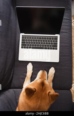 laptop with blank screen near shiba inu dog lying on light grey ...