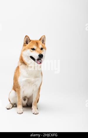 Portrait of a beautiful Shiba Inu sitting on white background, side ...