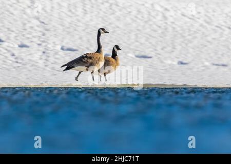 Canada geese swimming in the Snake River of Grand Teton National Park ...
