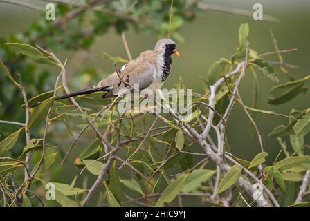 Namaqua Dove - Oena capensis, beatiful small dove from African savannas ...
