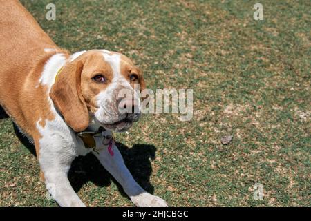 Beagle dog half breed dog playing Stock Photo - Alamy