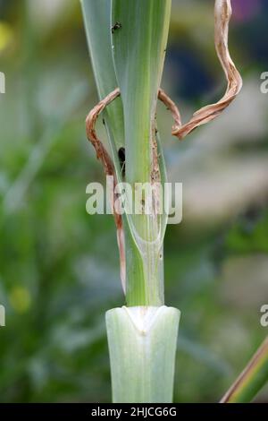 Caterpillars of leek moth or onion leaf miner Acrolepia assectella ...