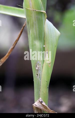 Caterpillar of leek moth or onion leaf miner Acrolepia assectella ...