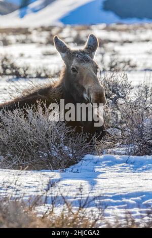 Moose, Alces alces, chewing its cud in Grand Teton National Park ...