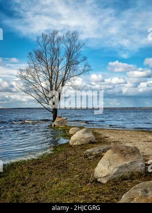 lonely tree and stones in the lake, wind and waves crash against the ...