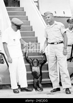 Ham, the first chimpanzee to be launched into space, was part of NASA's ...