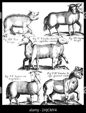 Bicephaly, Two-Headed Sheep Stock Photo - Alamy