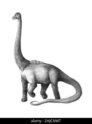 Brachiosaurus dinosaur, artwork. Brachiosaurus was the tallest dinosaur ...
